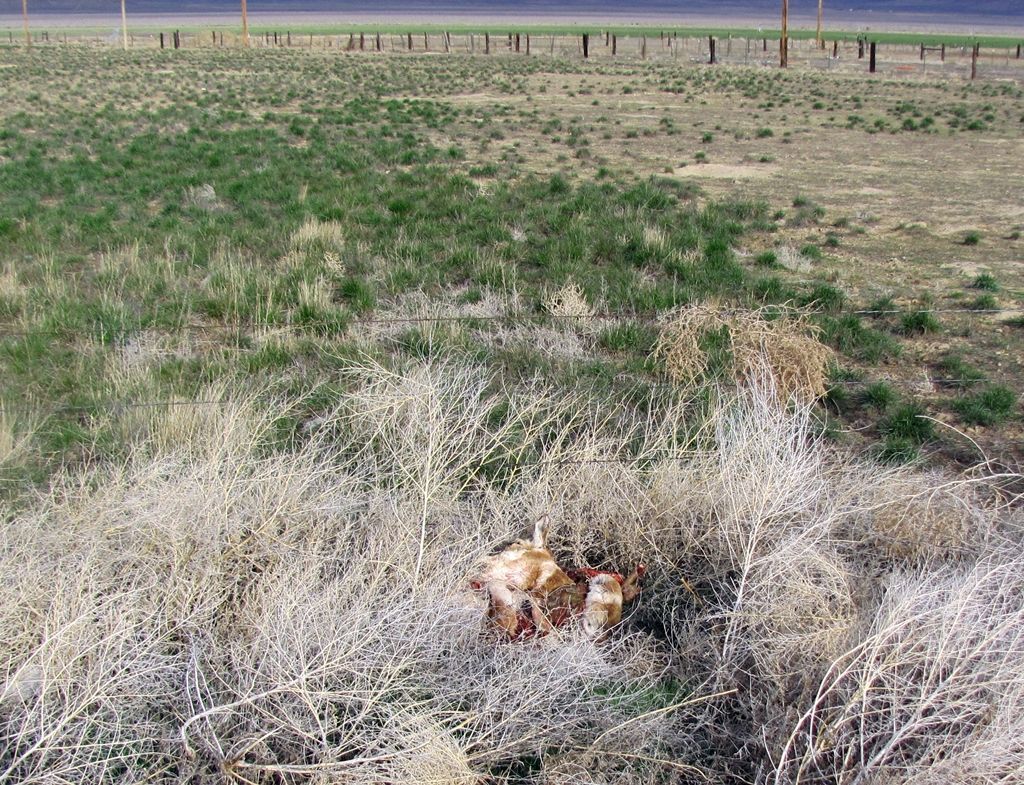 Vegas man sentenced for killing antelope