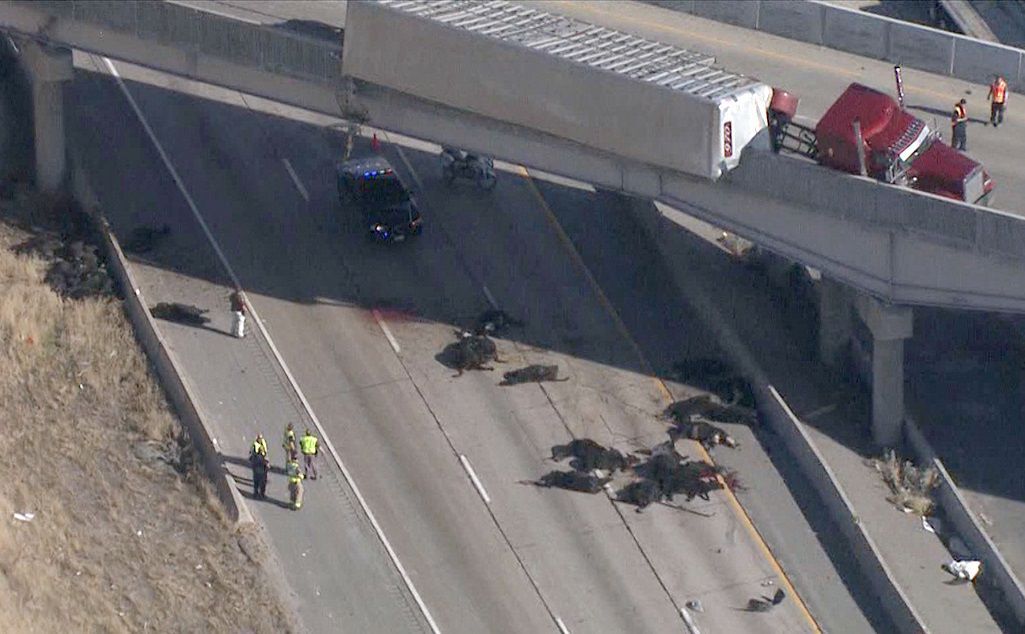 Truck spills cattle off Interstate 15 overpass