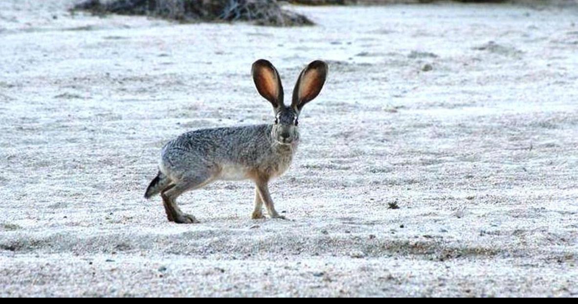 Nature Notes: Winter jackrabbits