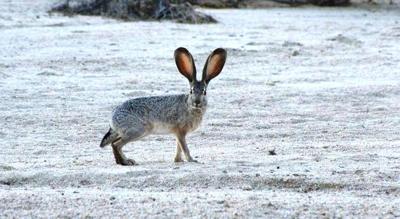 Nature Notes: Winter jackrabbits