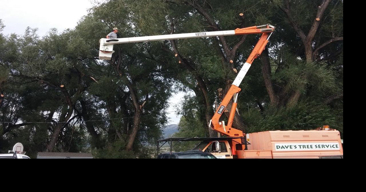 Chamber Member Spotlight: Dave’s Tree Service