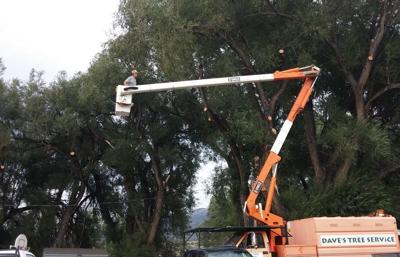 Chamber Member Spotlight: Dave’s Tree Service