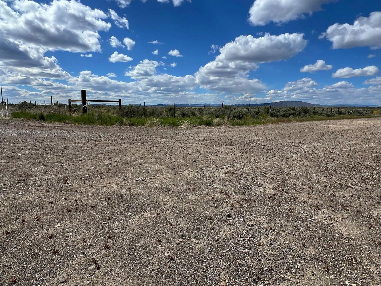 Gallery: Mormon crickets invade Elko, 2024