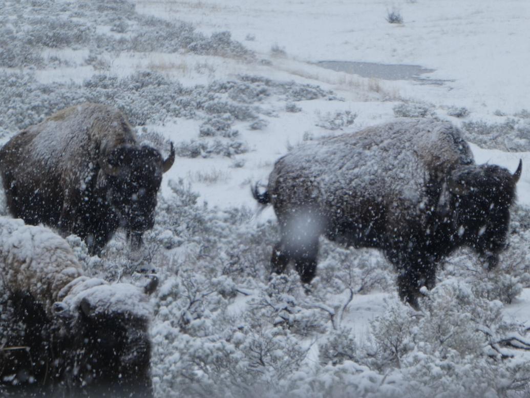 Nature Notes Larry Hyslop-Interesting facts about bison