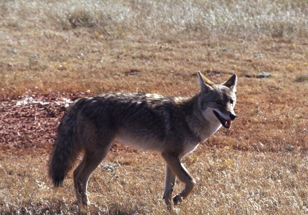 Suspected wolf pack sighting near Elko were coyotes