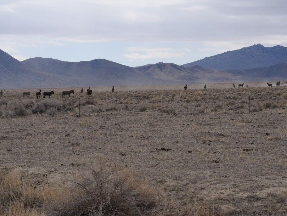 BLM to begin gathering wild horses, burros near Lovelock