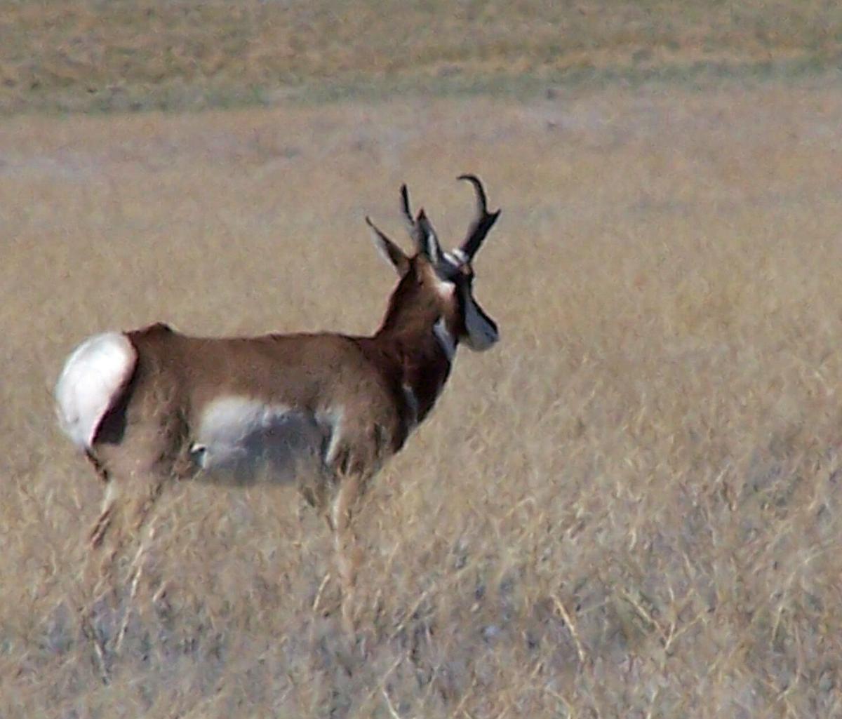Nature Notes Larry Hyslop-Those amazing, unique pronghorns