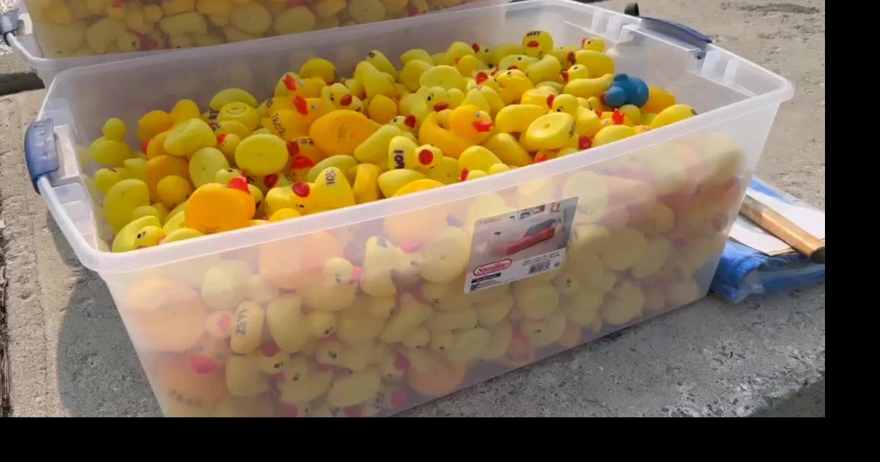 Great Humboldt Duck Race launches 3,085 rubber ducks