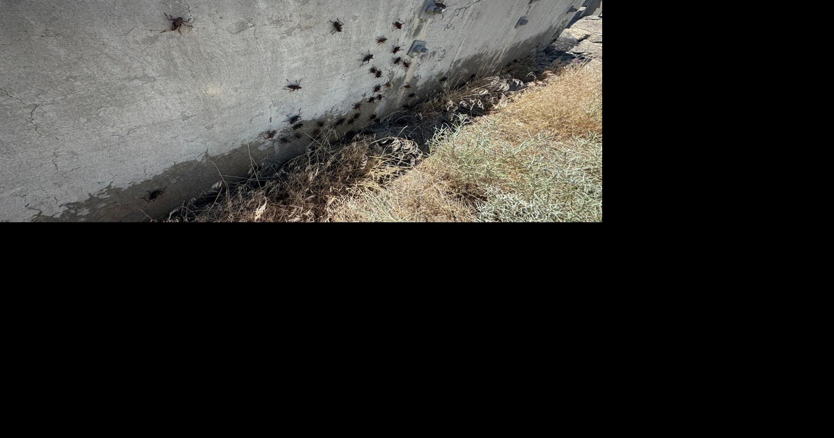 Researcher studying life cycles, patterns of Mormon crickets