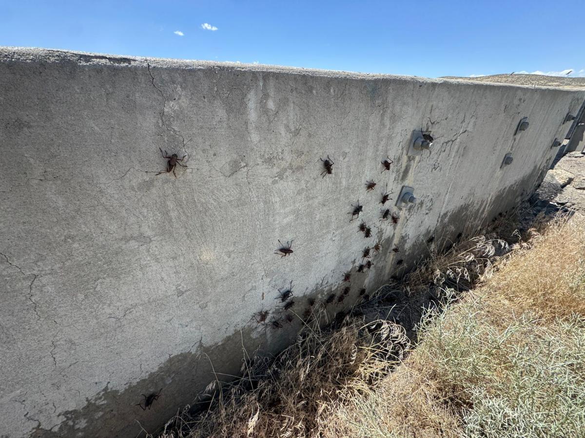 Researcher studying life cycles, patterns of Mormon crickets