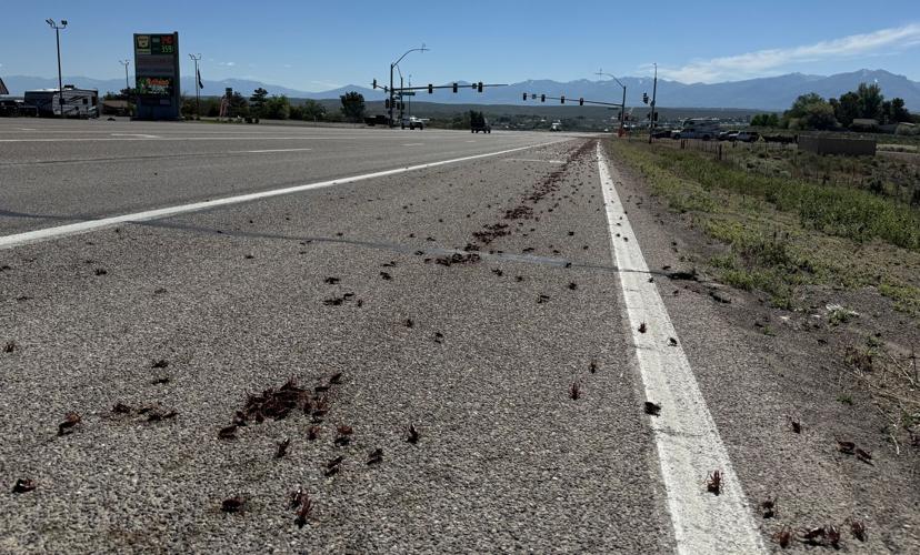 Number of Mormon cricket sightings come from Spring Creek