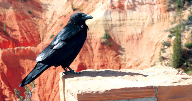 Nature Notes: Ravens, people and other predators