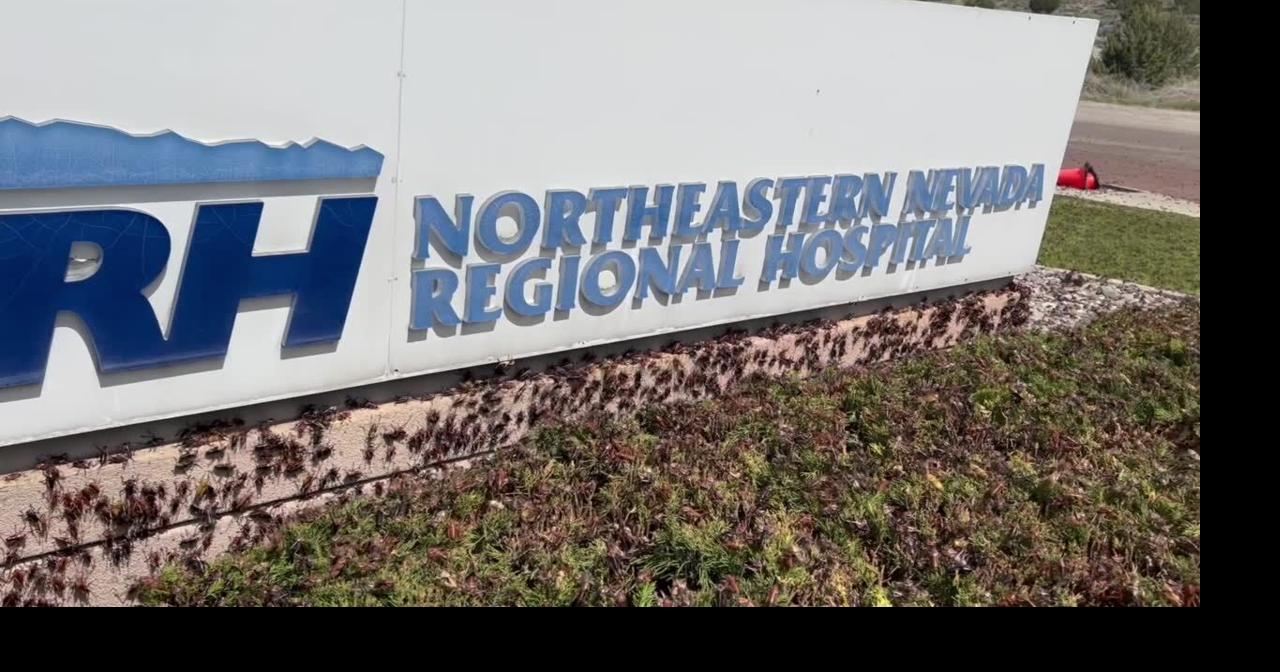 Mormon crickets visit hospital but not as many as 2023