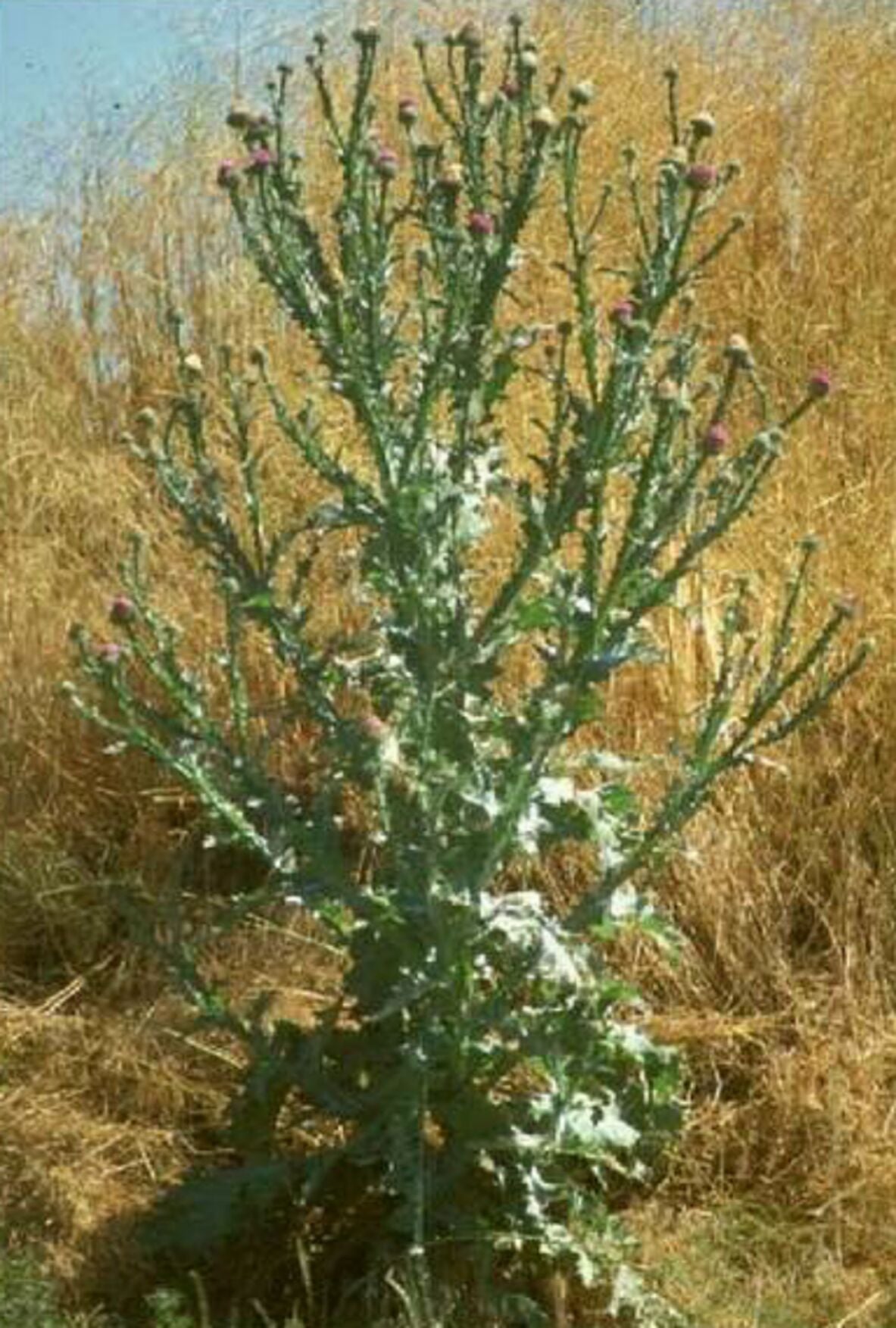 Elko County dealing with invasive Scotch thistle weeds
