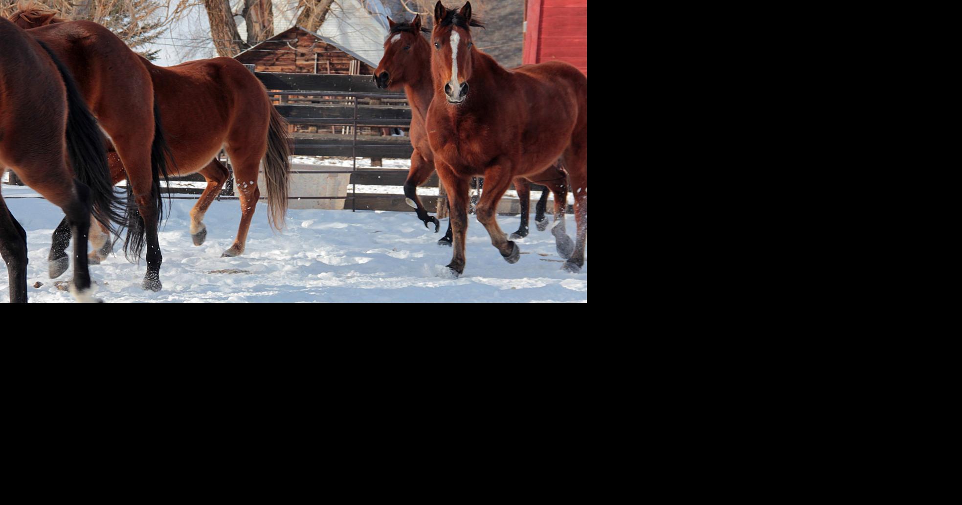 John Collett takes visitors up close and personal to ranches