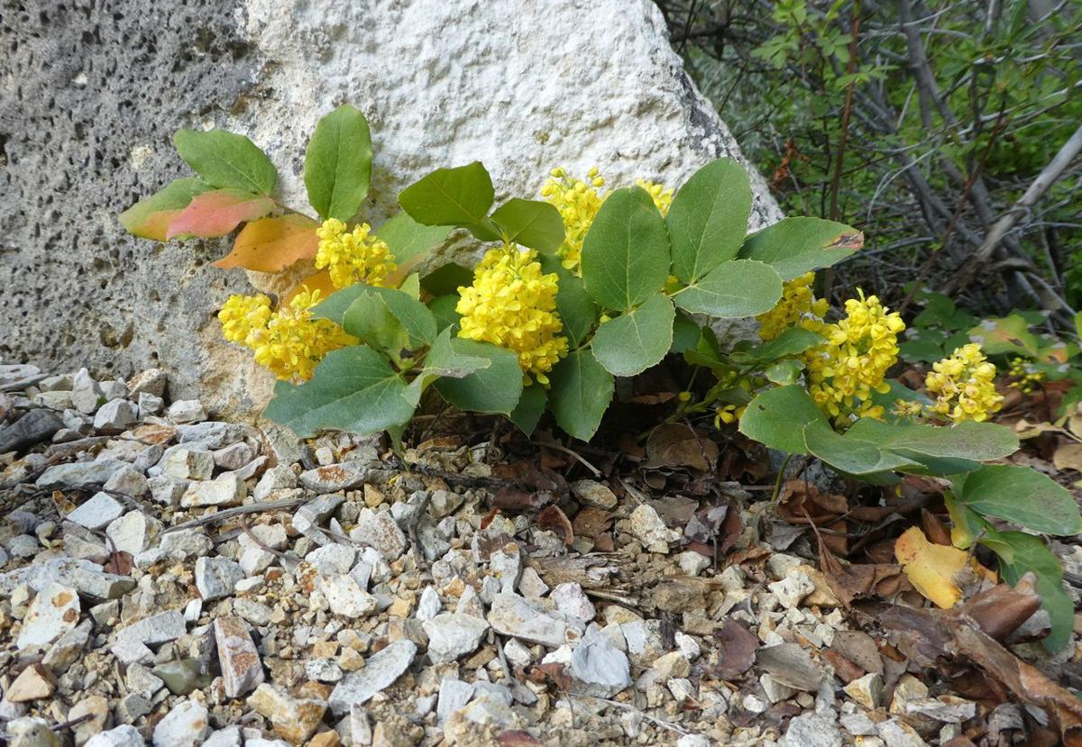 Nature Notes: The colorful and useful Oregon grape