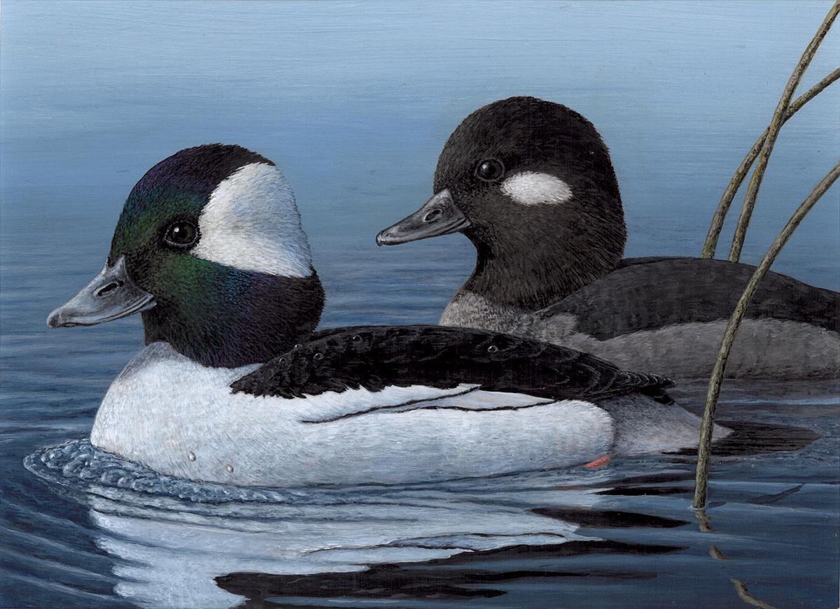 Minnesota artist wins Nevada duck stamp contest