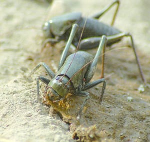 Mormon crickets subject of state meetings in northern Nevada