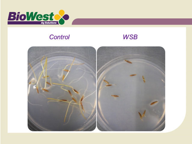 Nature Notes: A Promising Cheatgrass Control