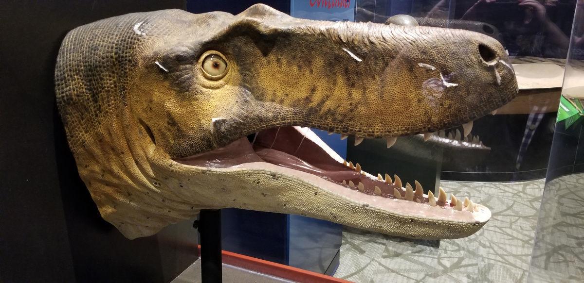 BLM: It's settled, 'Jane' was a juvenile T. rex, not another species
