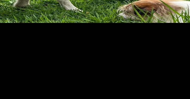 Barnyard buds | News | ellsworthamerican.com