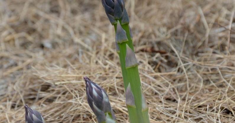 Grasping at straw | Archives | ellsworthamerican.com