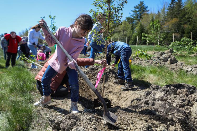 Students plant trees for city's greener future | Education ...