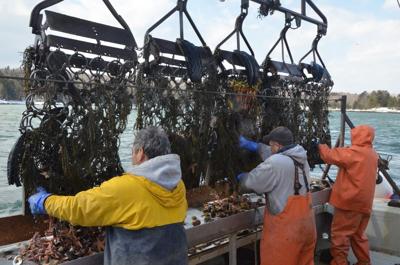 Scallop lottery winners announced | Waterfront | ellsworthamerican.com