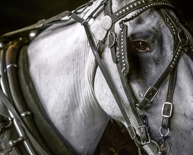 It's a wild world: Blue Hill Public Library's July exhibit presents ...