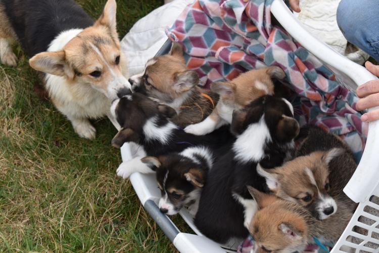 Farm offers ‘Airbnb Experience’ hiking with Corgis | Lifestyle ...