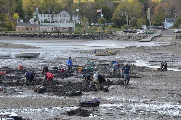New name, expanded game for DMR coastal shellfish program | Waterfront ...
