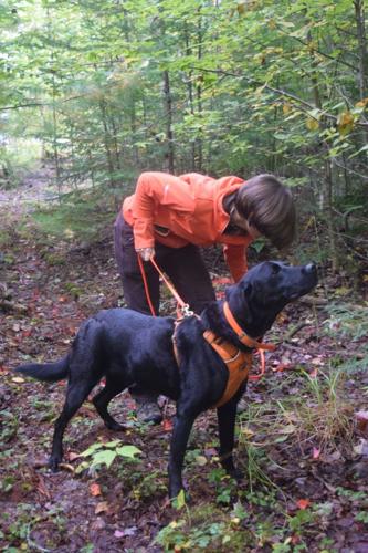 Lindsay Ware and canine partners in demand for finding wounded game ...