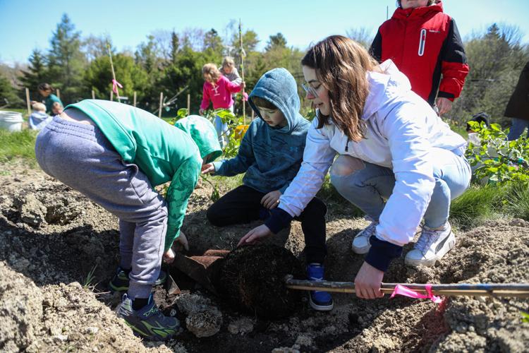 Students plant trees for city's greener future | Education ...