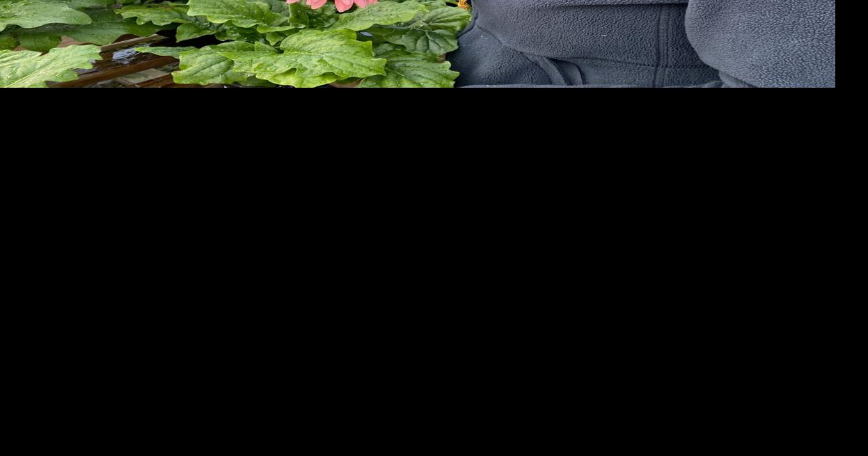 Welcome to Frost Farms - Now Hiring! | Frost Farms | ellsworthamerican.com