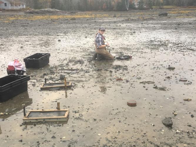 How do your clam flats grow? Project to boost clam numbers underway ...