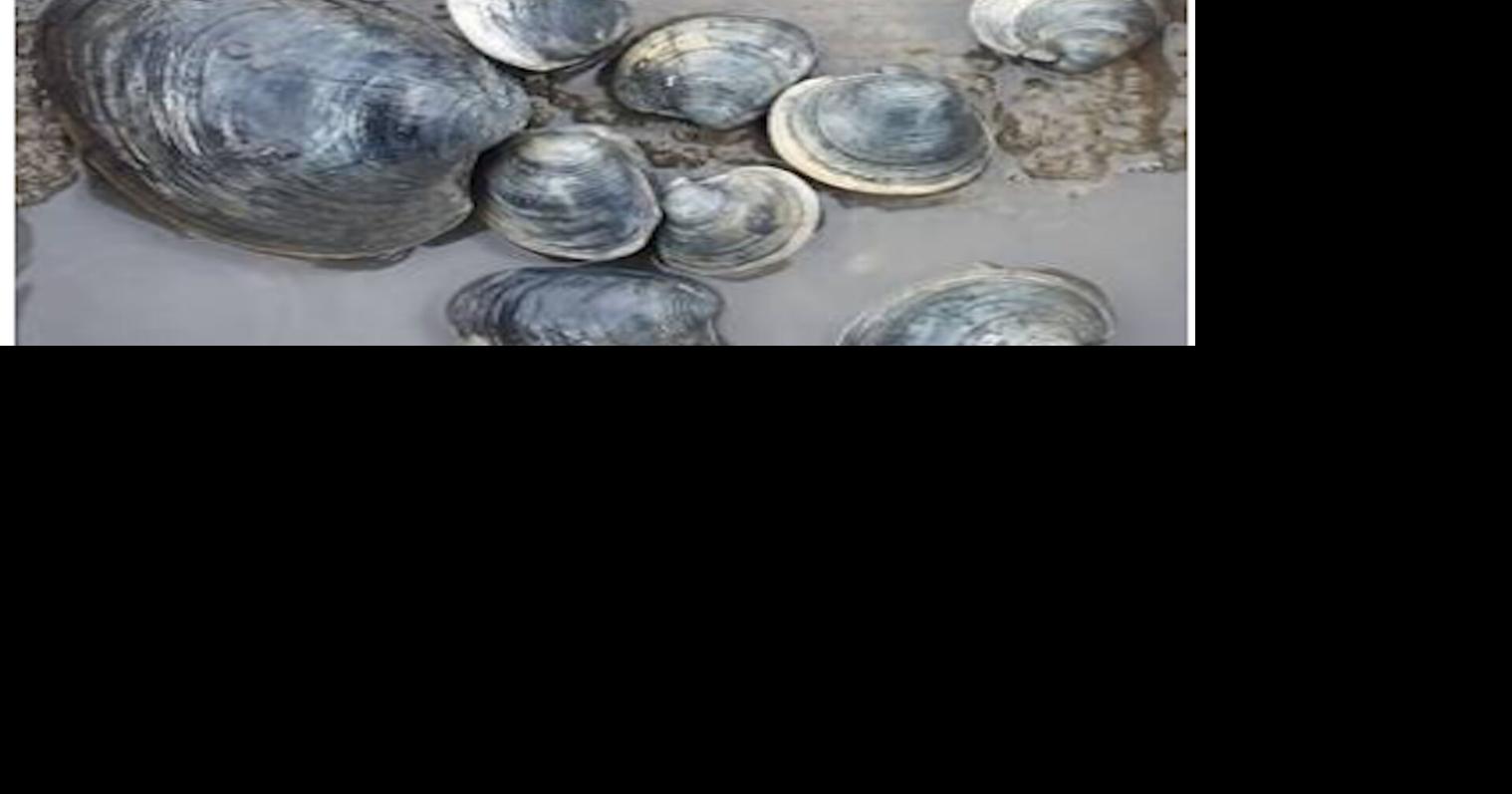DMR to set new standards for shellfish conservation programs ...
