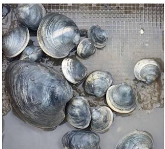 DMR to set new standards for shellfish conservation programs ...