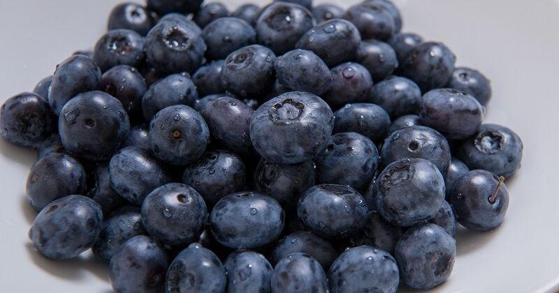 Drought shrinks blueberry crop | Environment | ellsworthamerican.com