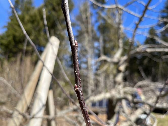 Out on a limb: Pruning apple trees improves appearance and fruit ...