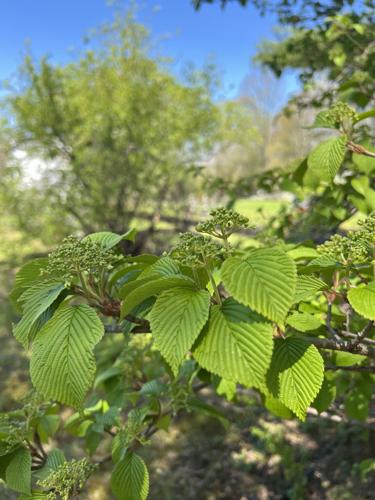 'Blooms for Books' garden tour to benefit Buck Memorial Library June 14 ...