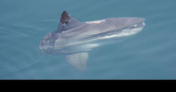 Ocean sunfish amaze whale watchers | News | ellsworthamerican.com