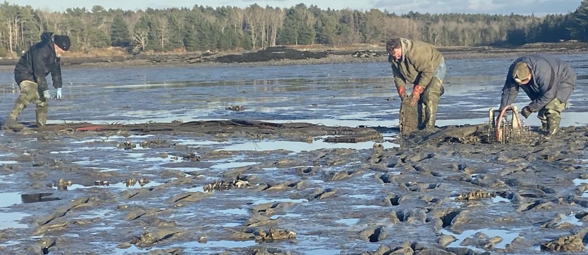 Diggers try new way to protect, grow resource | Waterfront ...