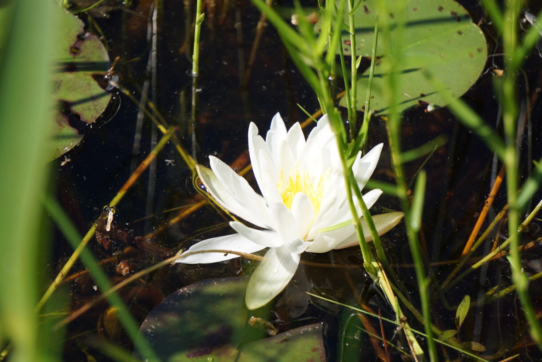 Water lily on Webb Pond | Opinion | ellsworthamerican.com