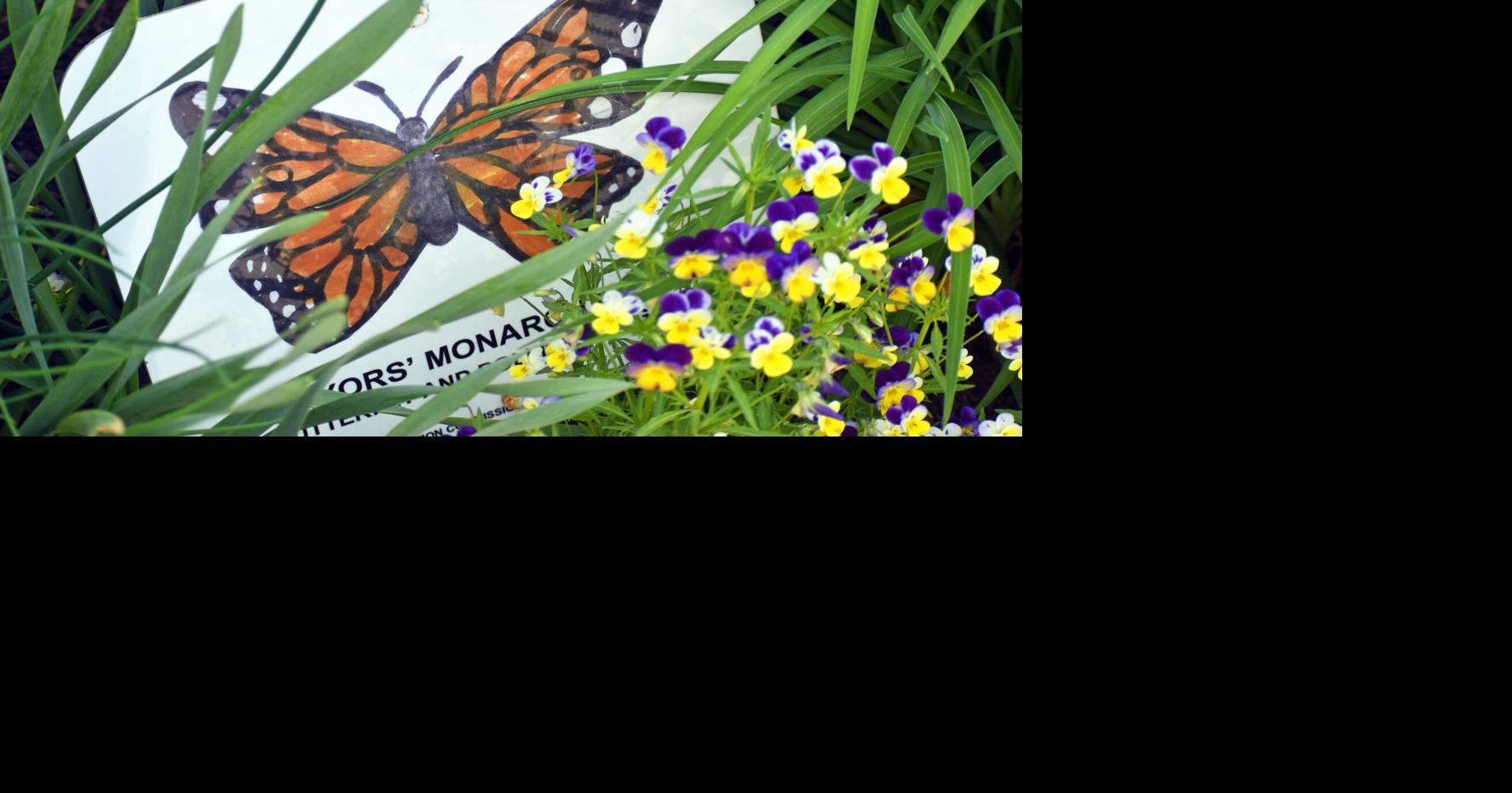 Monarchs' return cause for celebration | Environment ...
