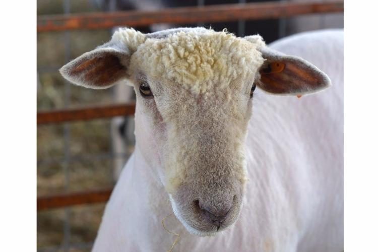 Stellar weather makes for another successful Blue Hill Fair | News ...