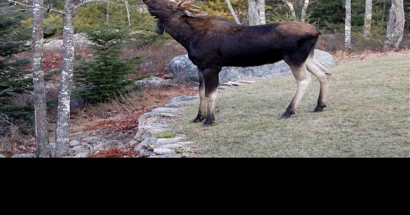 Moose on the Loose | News | ellsworthamerican.com