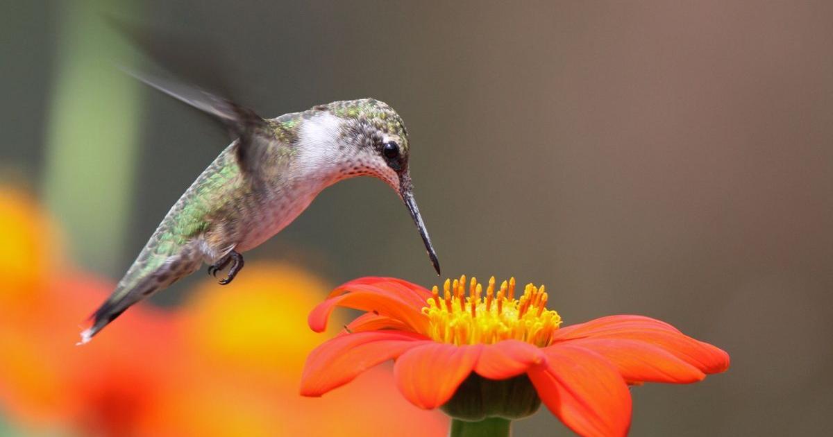 Blue Hill garden a beautiful refuge for birds and bees | Home & Garden ...
