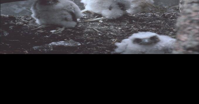 Falcons close trails | News | ellsworthamerican.com