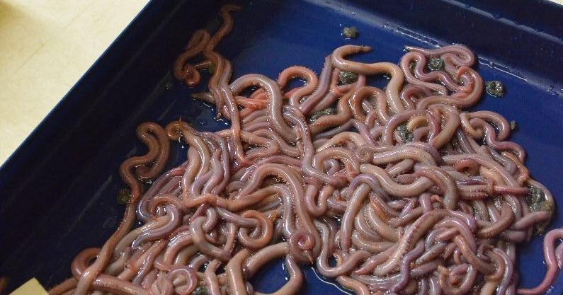 Worm diggers to help kids in need | News | ellsworthamerican.com