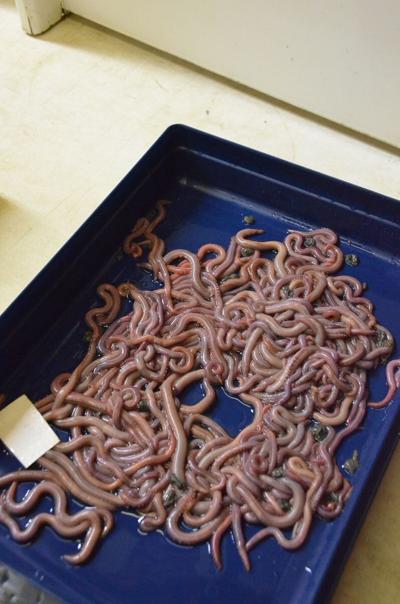 Worm diggers to help kids in need | News | ellsworthamerican.com